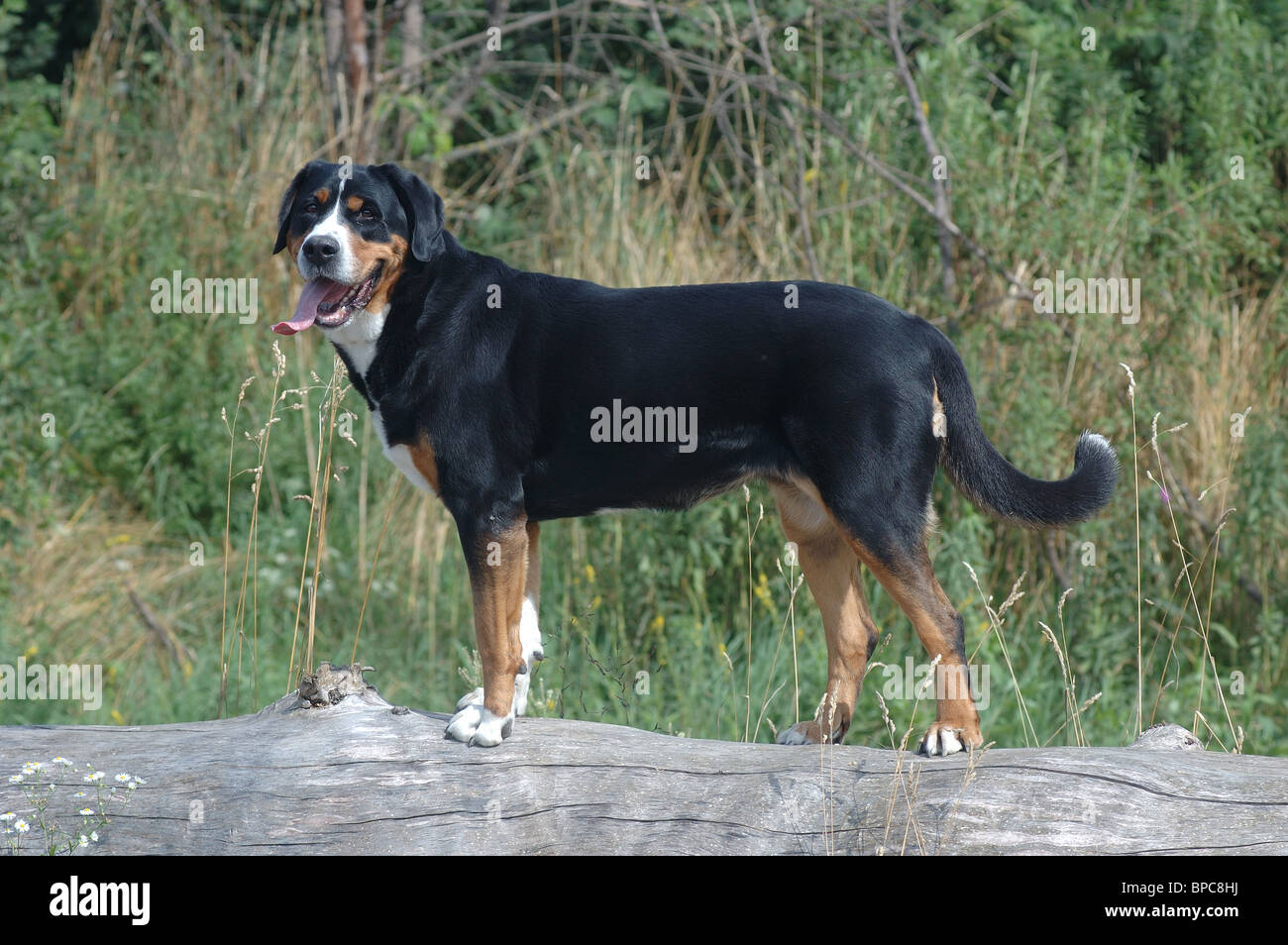 Great Swiss Mountain Dog Stock Photo - Alamy