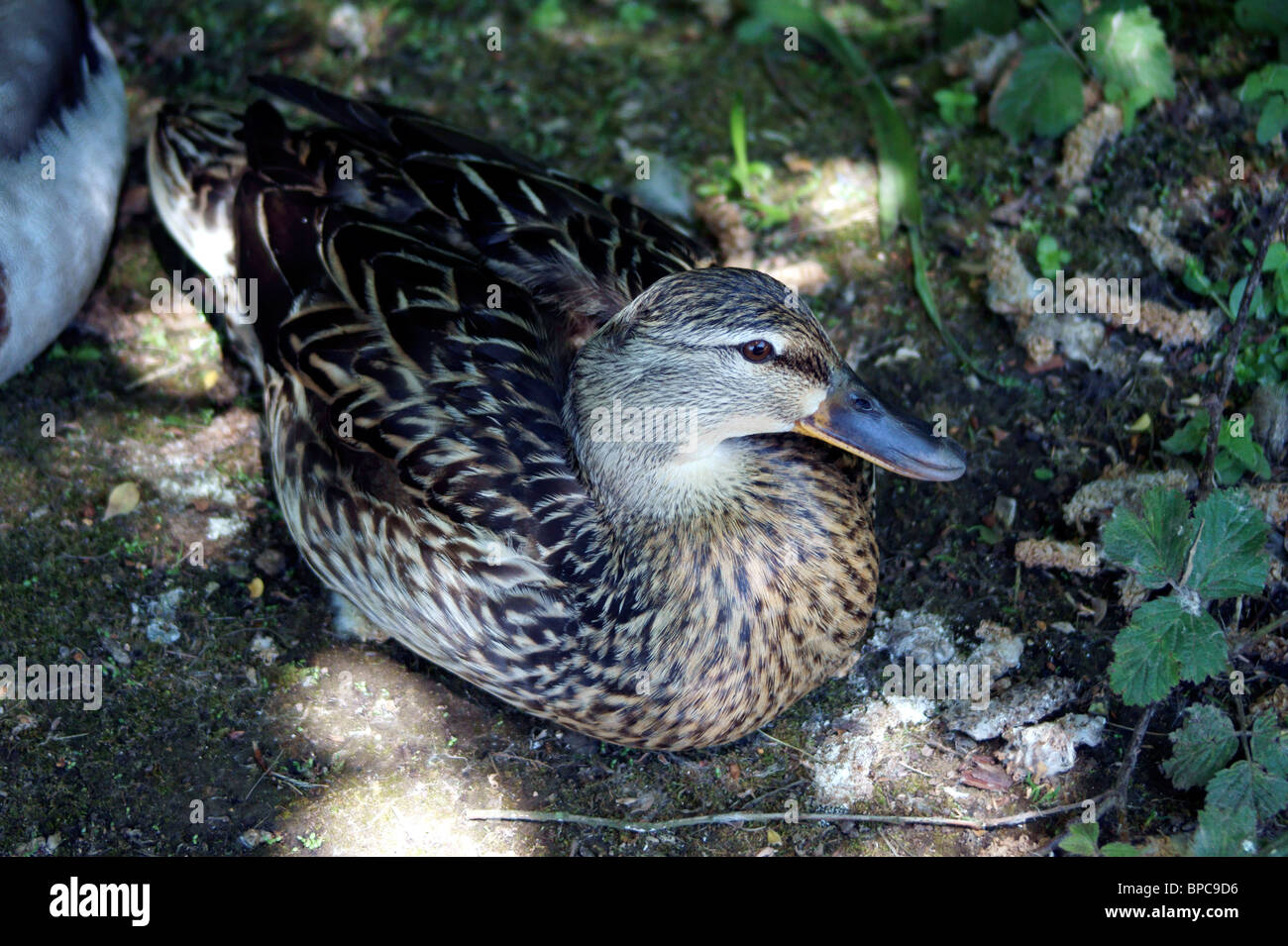 MALLARD DUCK (FEMALE Stock Photo - Alamy