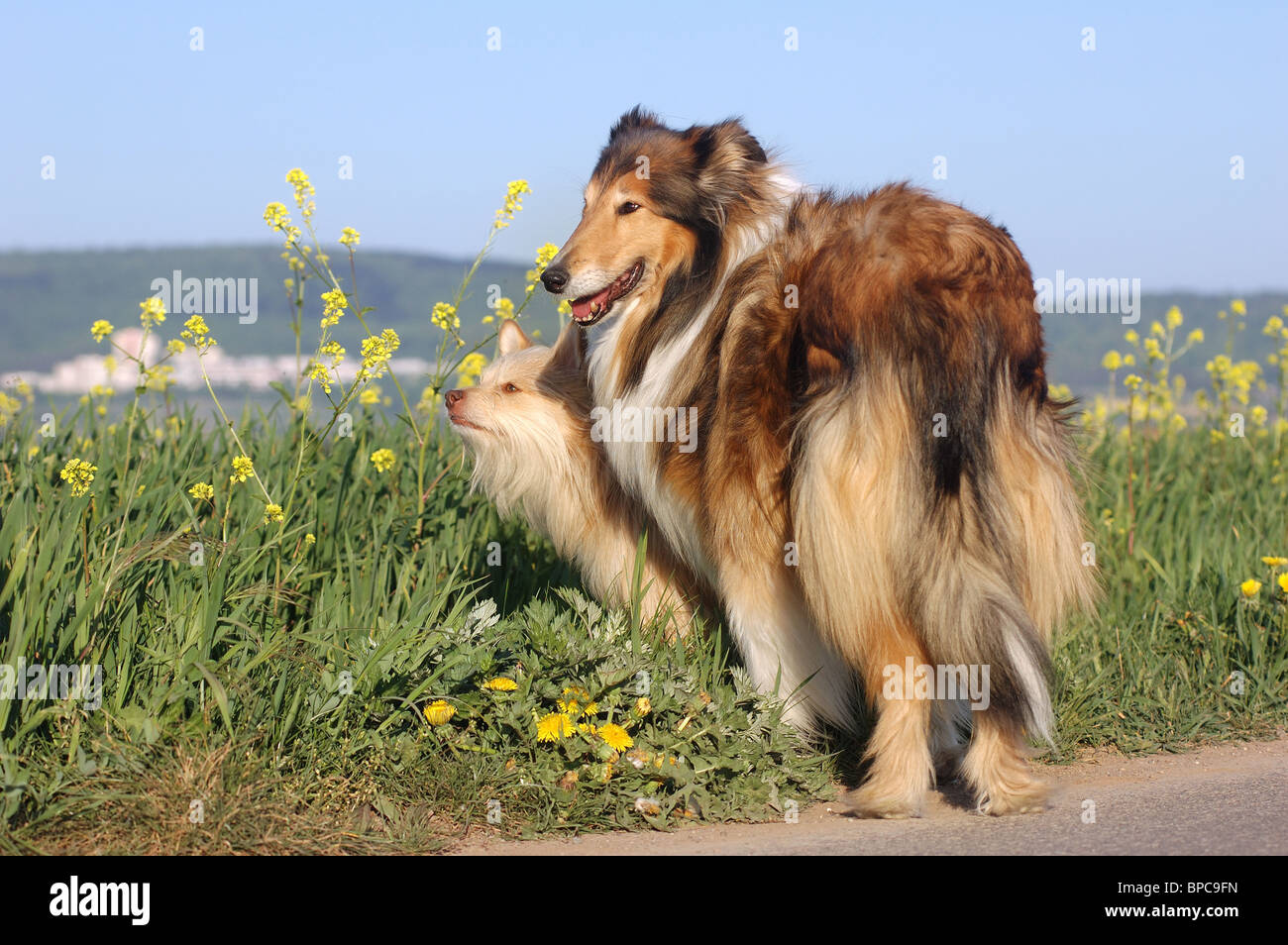 Horizontal portugues hi-res stock photography and images - Alamy