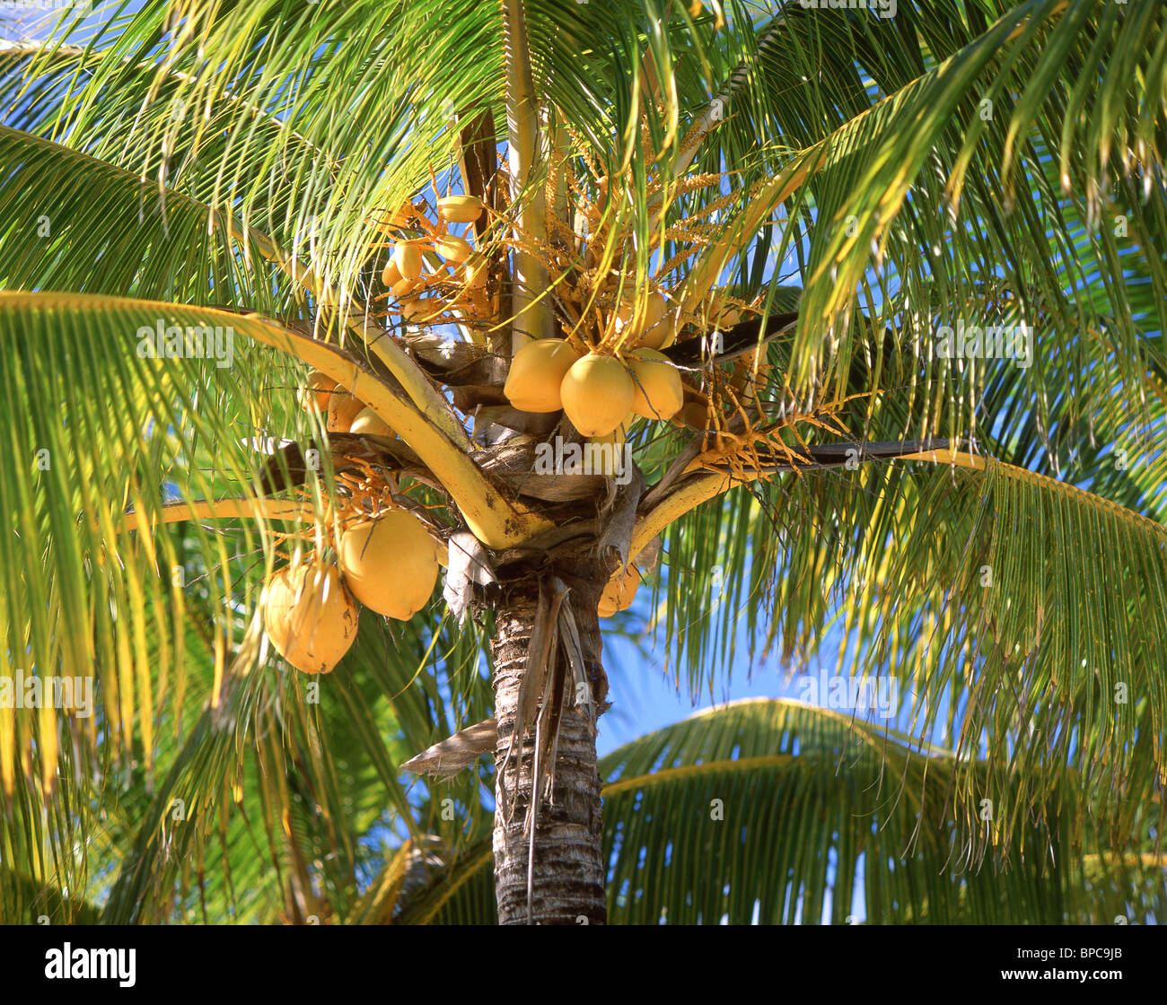 Coconut palm, Île aux Cerfs Island, Flacq District, Republic of ...