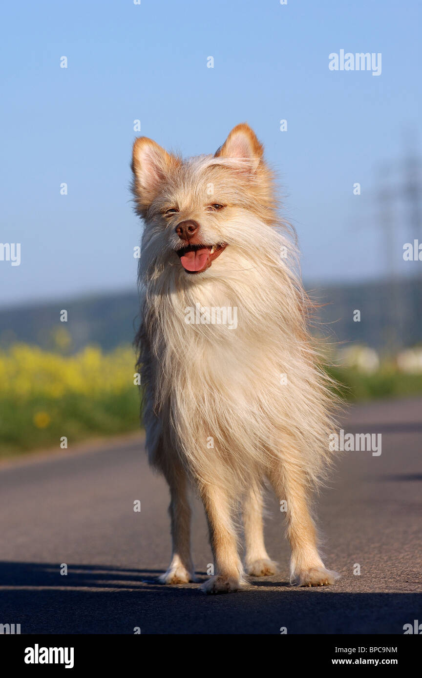 Podengo Portugues Pequeno Stock Photo - Alamy