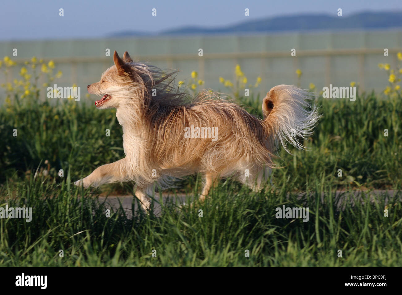 Podengo Portugues Pequeno Stock Photo - Alamy
