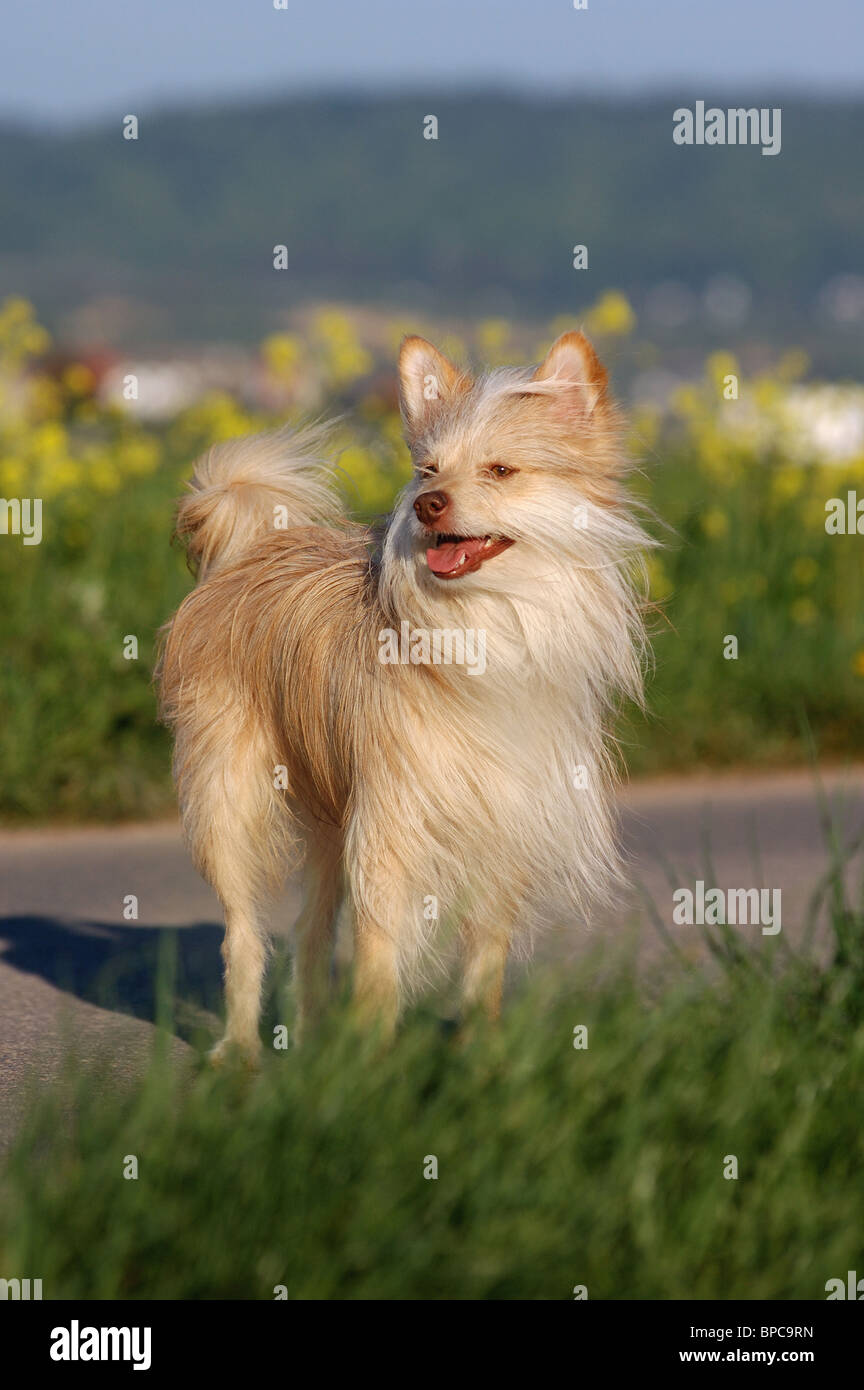 Podengo Portugues Pequeno Stock Photo - Alamy