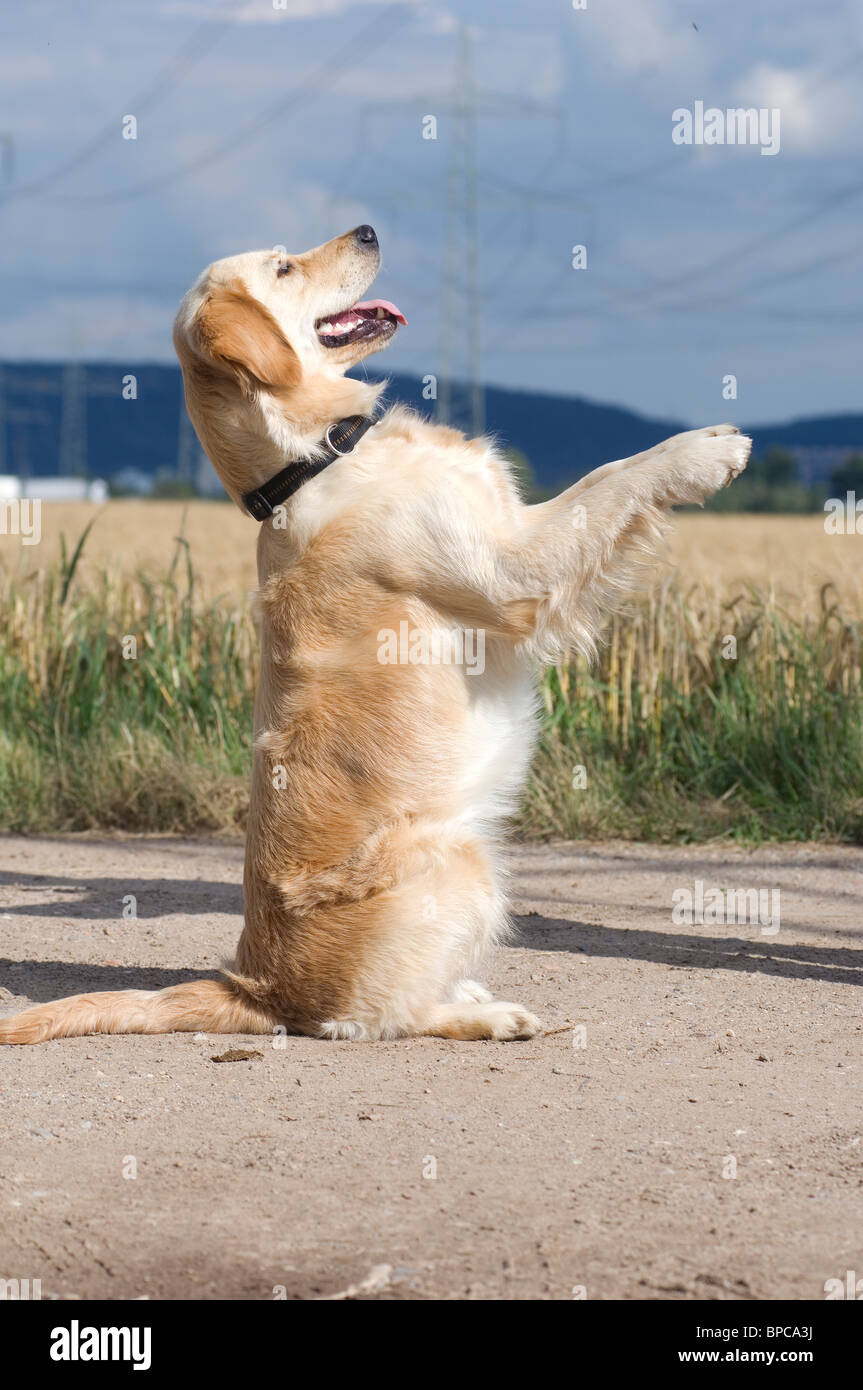 sit up and beg Stock Photo - Alamy