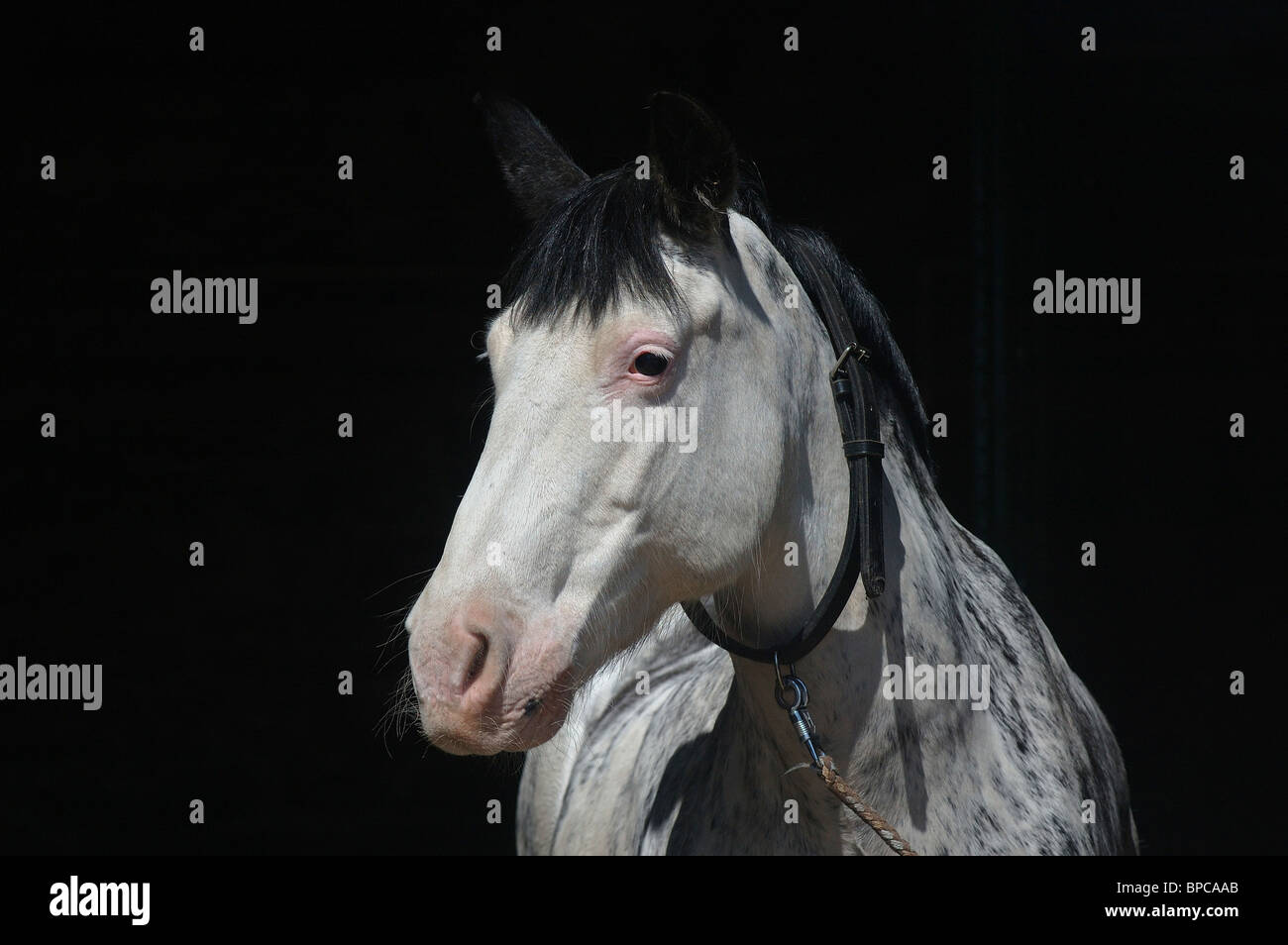 Criollo breed hi-res stock photography and images - Alamy