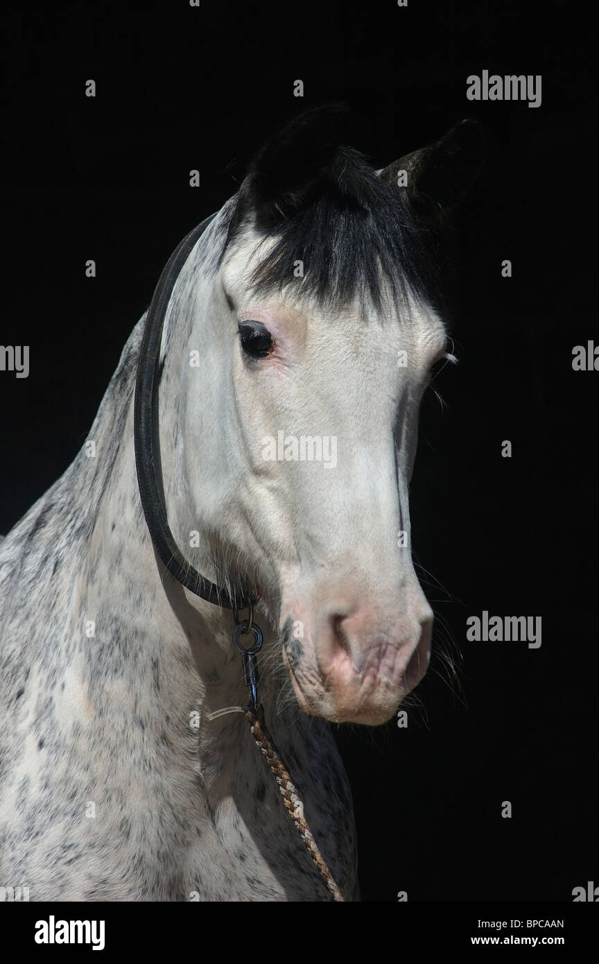 Criollo horses hi-res stock photography and images - Alamy