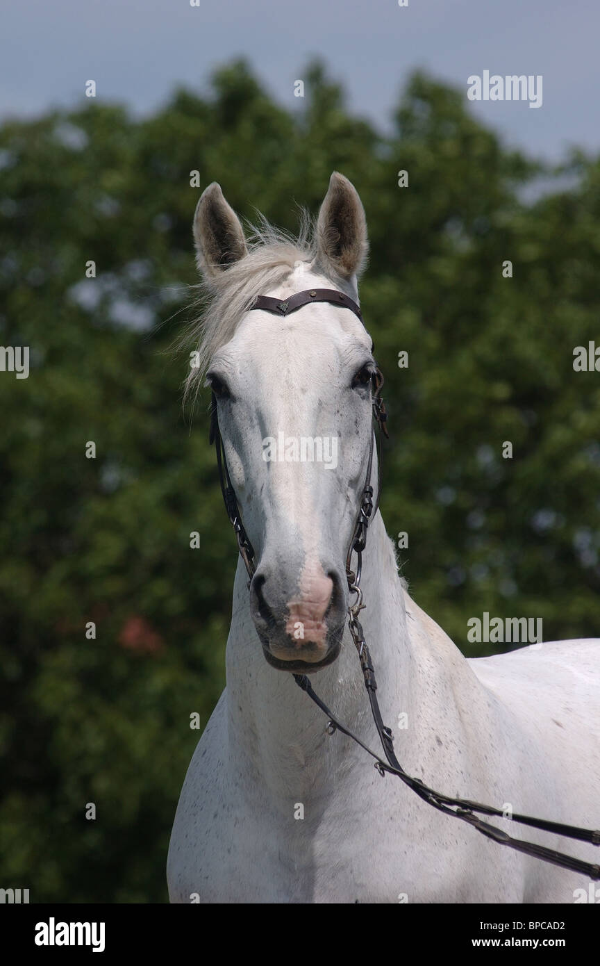 Baroque horse lipizzan hi-res stock photography and images - Alamy