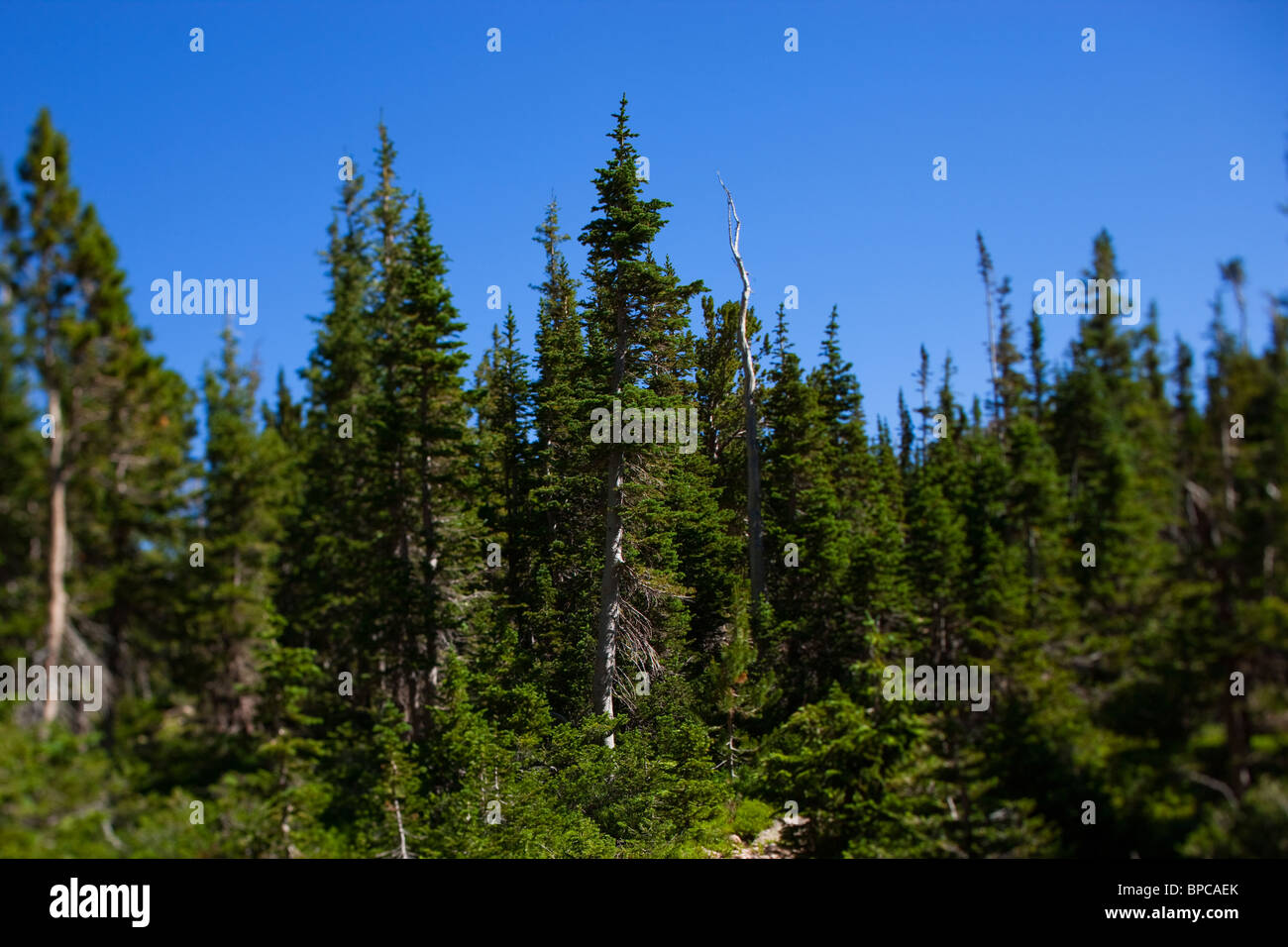 Evergreen colorado hi-res stock photography and images - Alamy