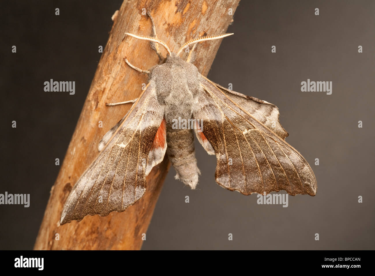 Moth poplar hi-res stock photography and images - Alamy