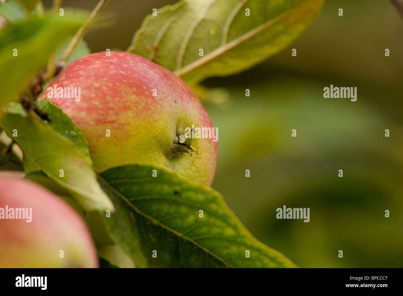 Apples 'George cave' Stock Photo - Alamy