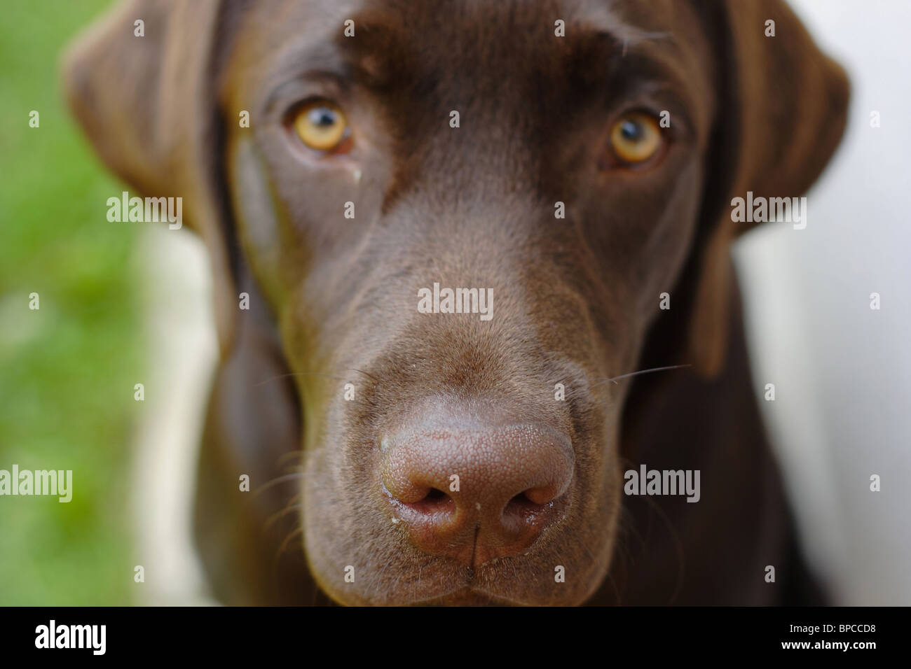Close up a brown labrador Stock Photo - Alamy