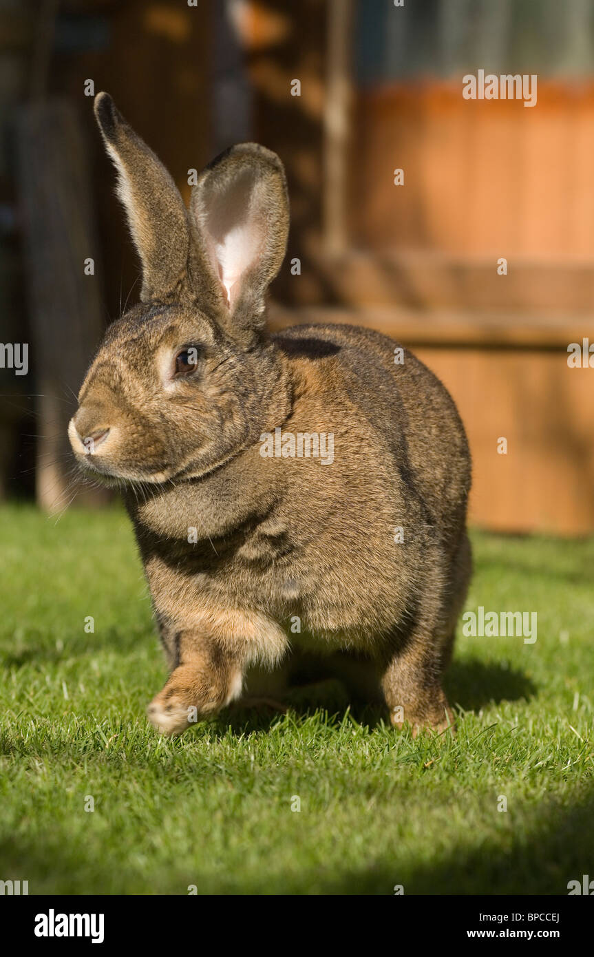 Big bunnies hi-res stock photography and images - Alamy