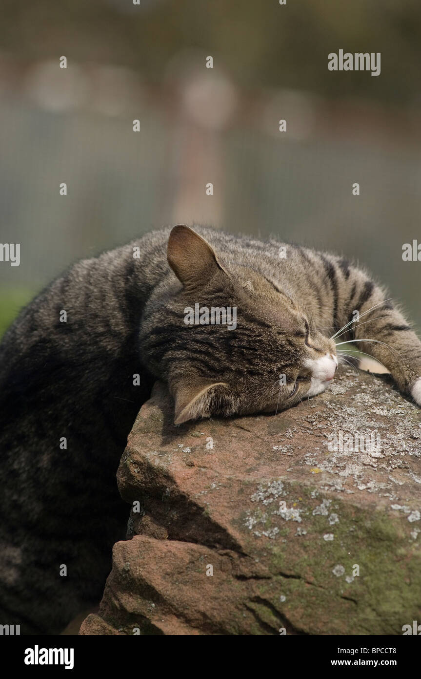 What Is Scent Marking In Cats at Christopher Mccaughey blog