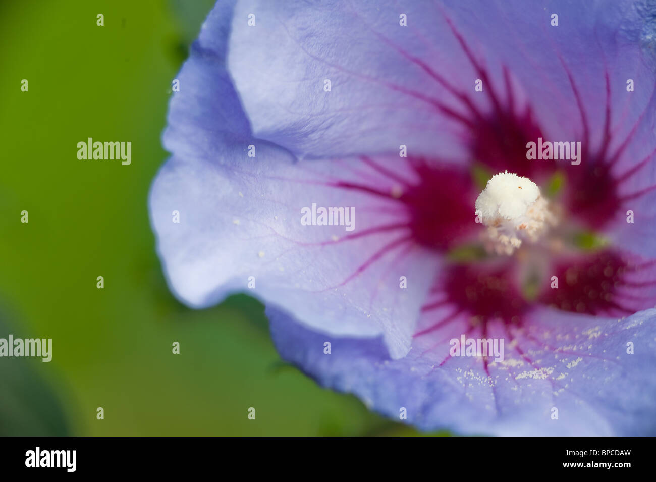 Hibiscus Syriacus 'Blue Bird' Stock Photo - Alamy