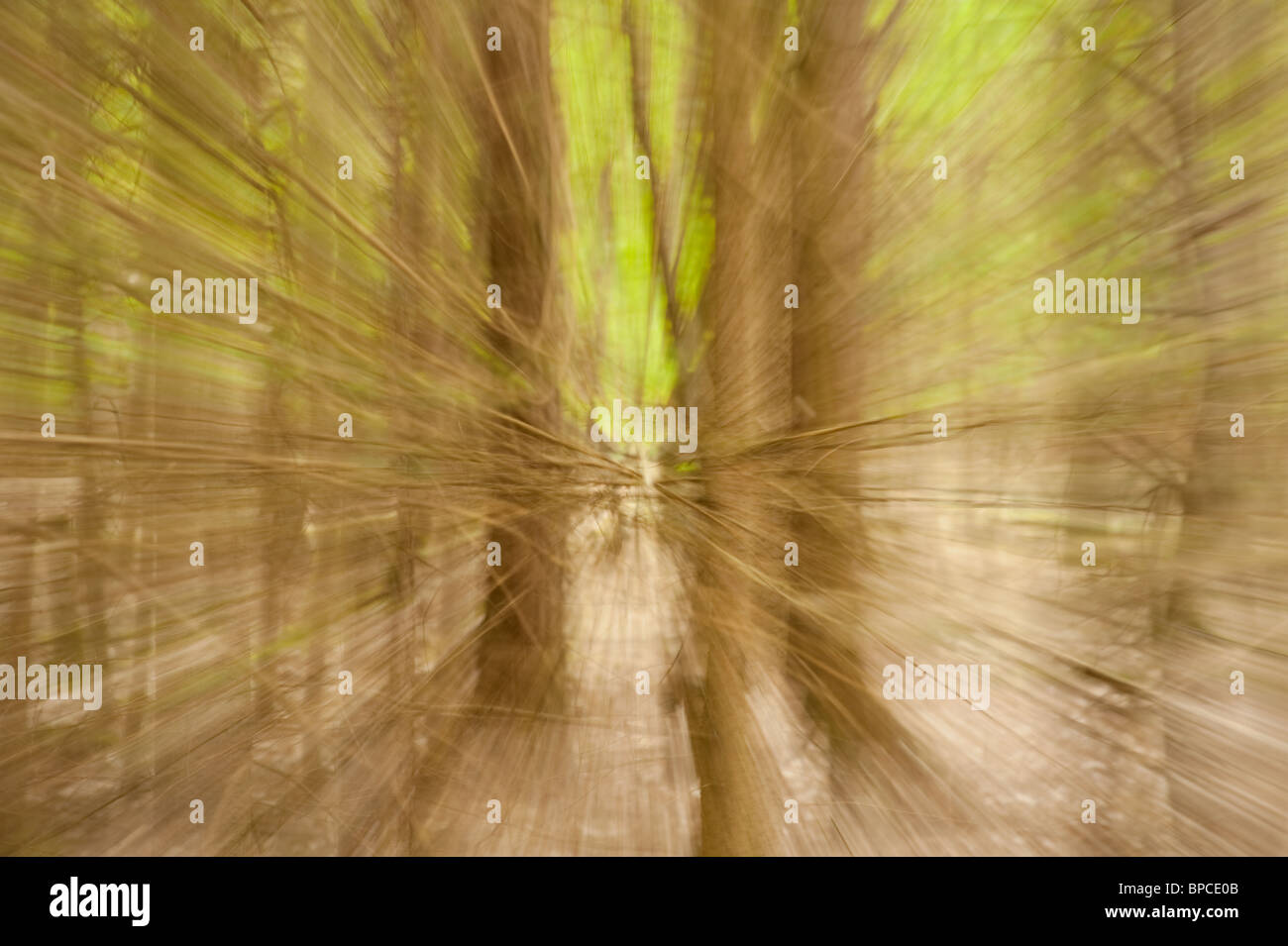 Rushing through trees Stock Photo - Alamy