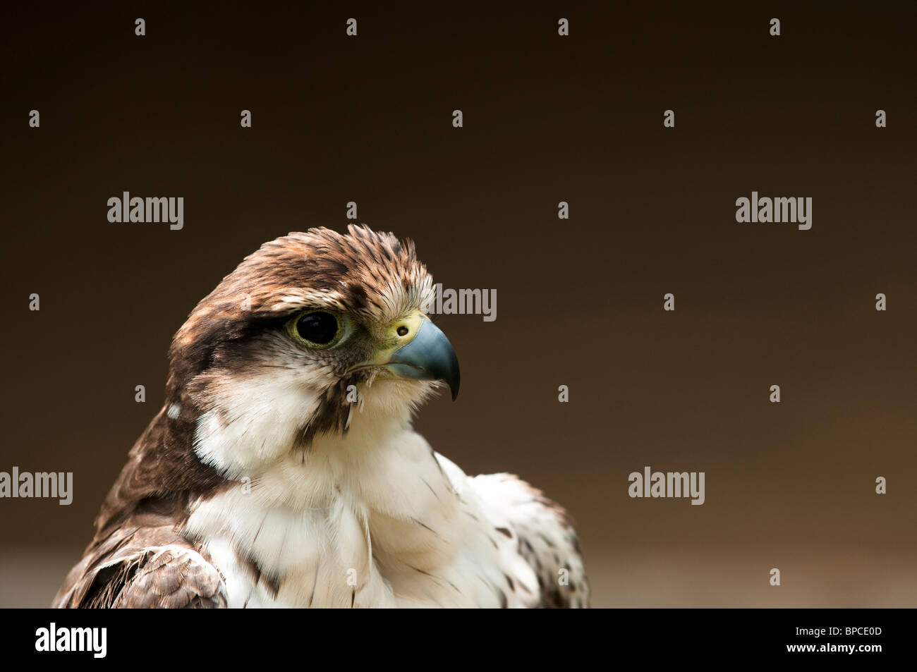 Lugger Falcon, Falco jugger at the International Centre for Birds of ...
