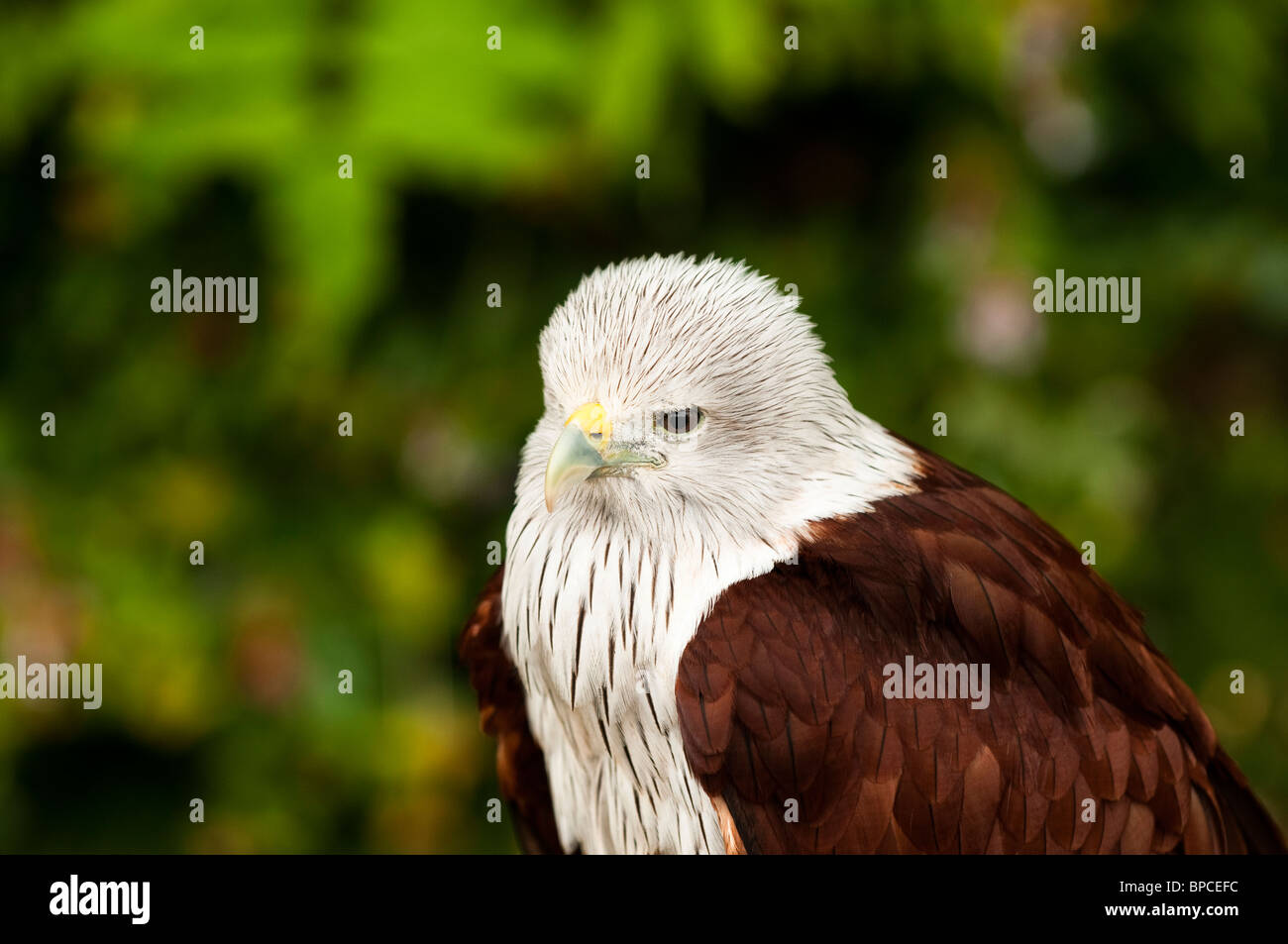 Red kite feather up close hi-res stock photography and images - Alamy