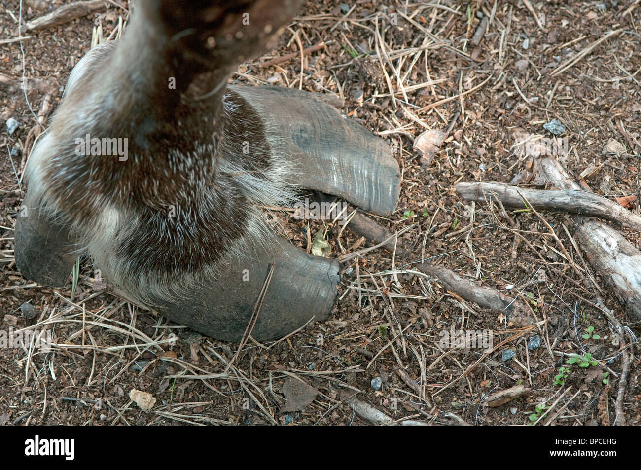 Reindeer (Rangifer tarandus), close-up of cloved hoof (foot Stock Photo ...