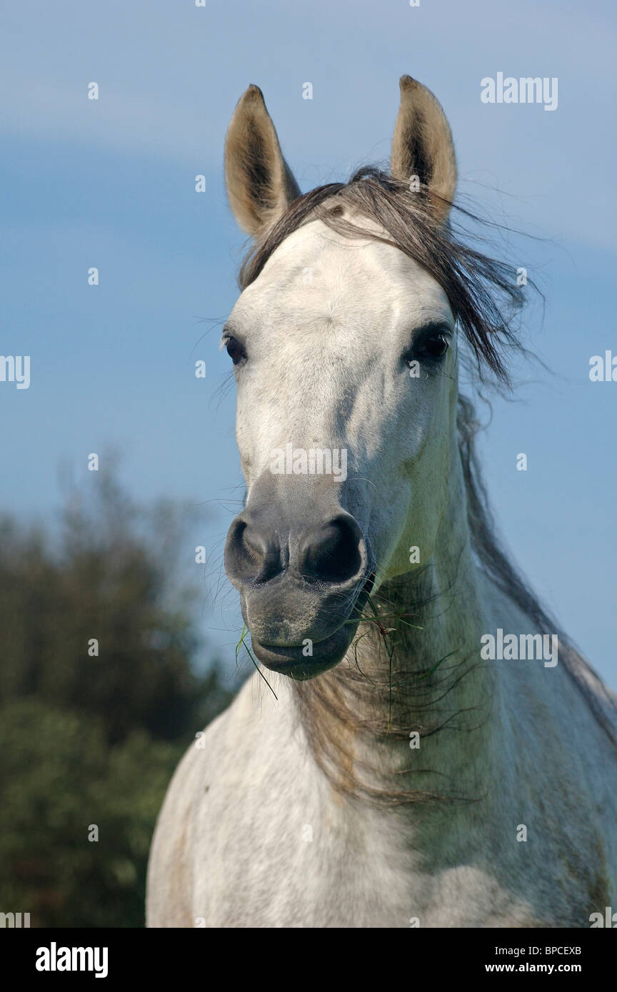 Raza animal hi-res stock photography and images - Alamy