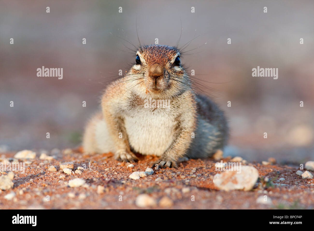 Ground squirrel, Xerus inauris, Kgalagadi Transfrontier Park, Northern ...