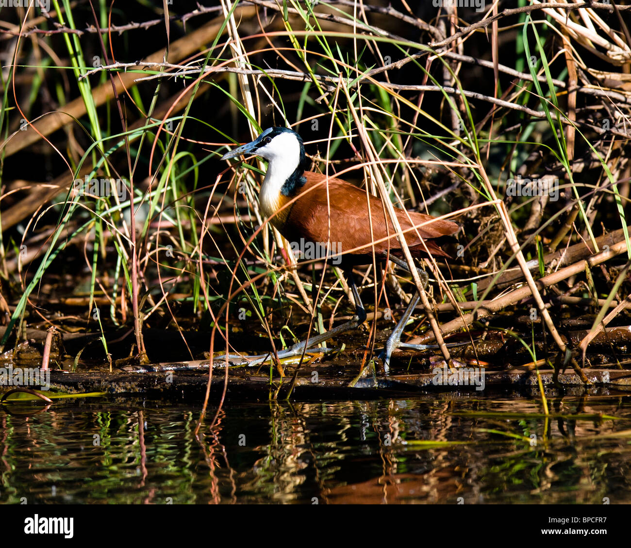 Jacana photo hi-res stock photography and images - Alamy