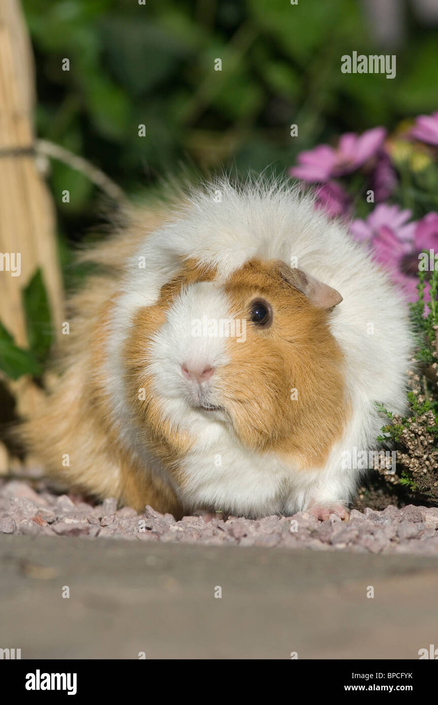 Abyssinian guinea pig cross hi-res stock photography and images - Alamy