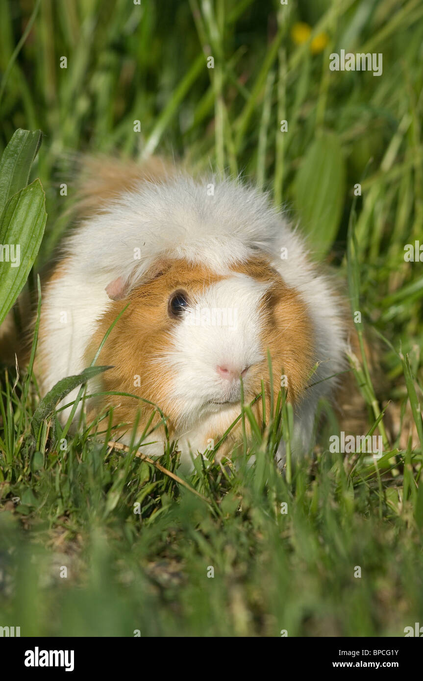 Crossbred pigs hi-res stock photography and images - Alamy