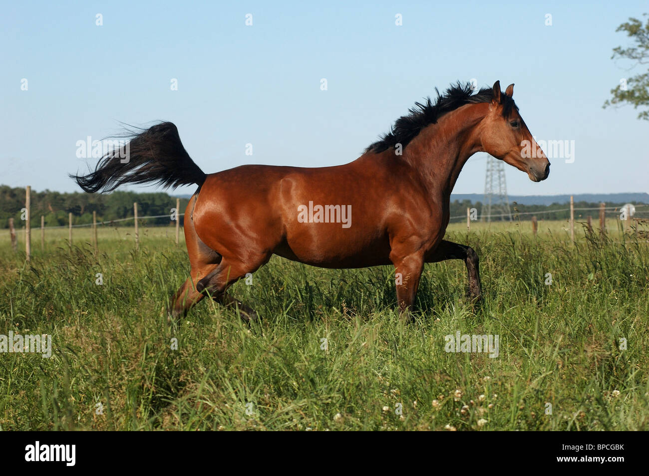 Purebred holsteins hi-res stock photography and images - Alamy
