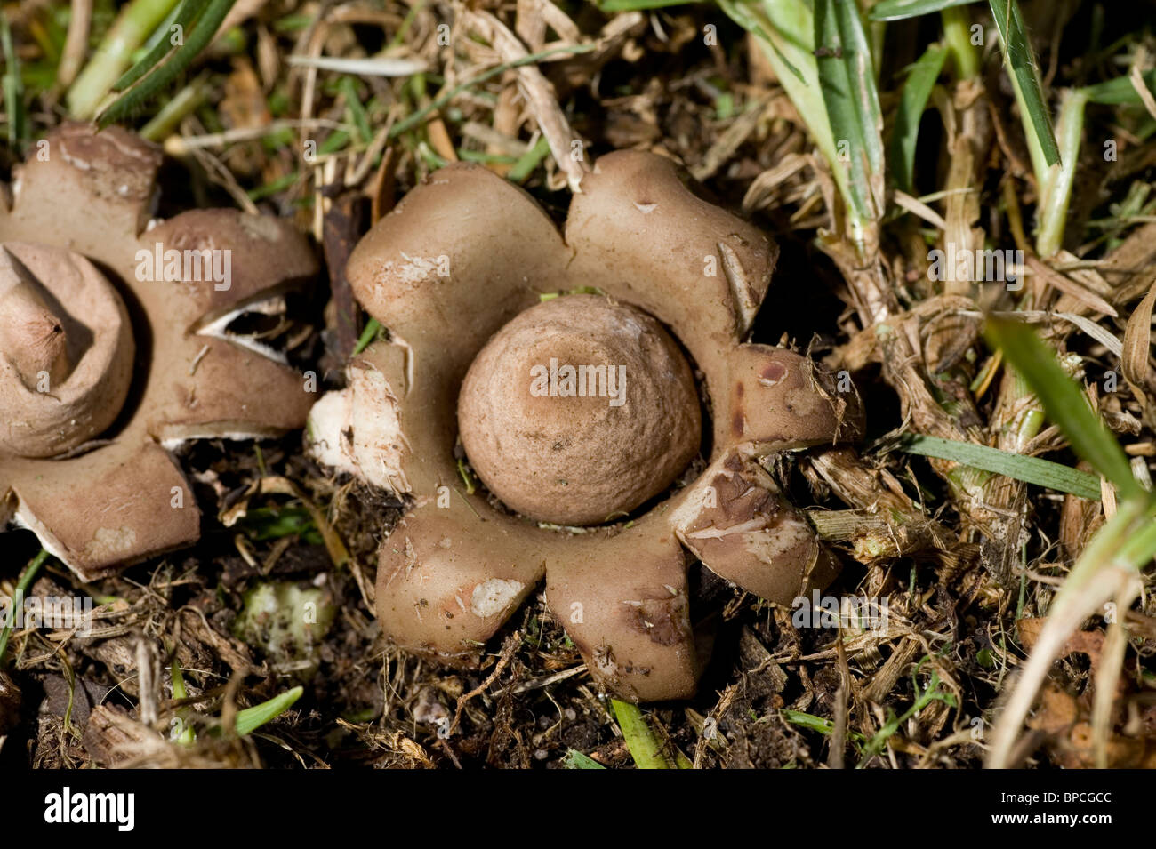 earth star fungus Stock Photo - Alamy