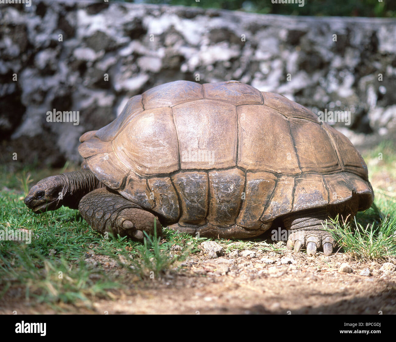 Giant tortoises mauritius hi-res stock photography and images - Alamy