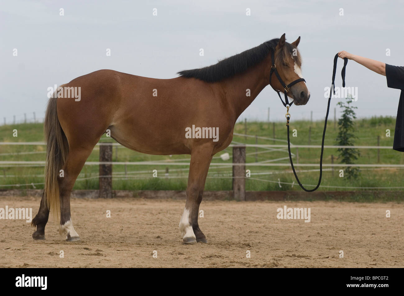 Freiberger horse hi-res stock photography and images - Alamy