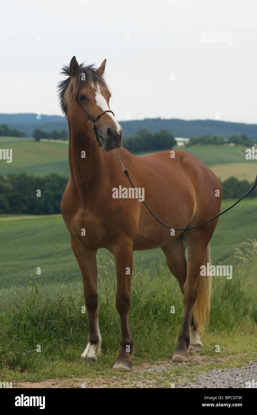 Freiberger horse hi-res stock photography and images - Alamy