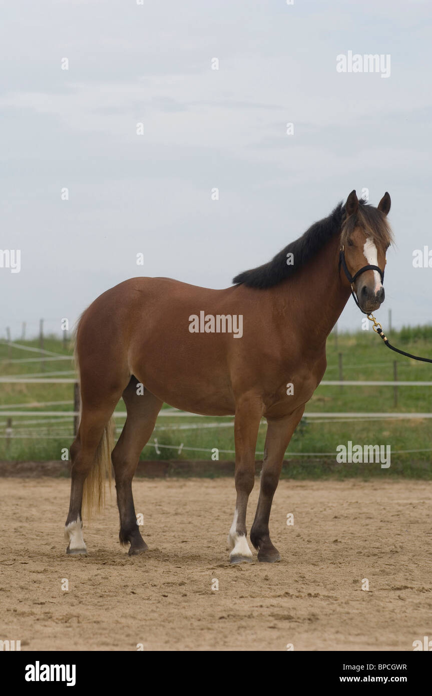 Freiberger horse hi-res stock photography and images - Alamy