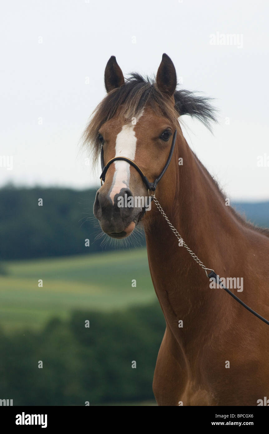 Freiberger horse hi-res stock photography and images - Alamy