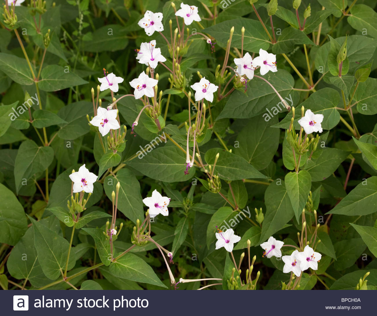 Mirabilis Longiflora High Resolution Stock Photography and Images - Alamy