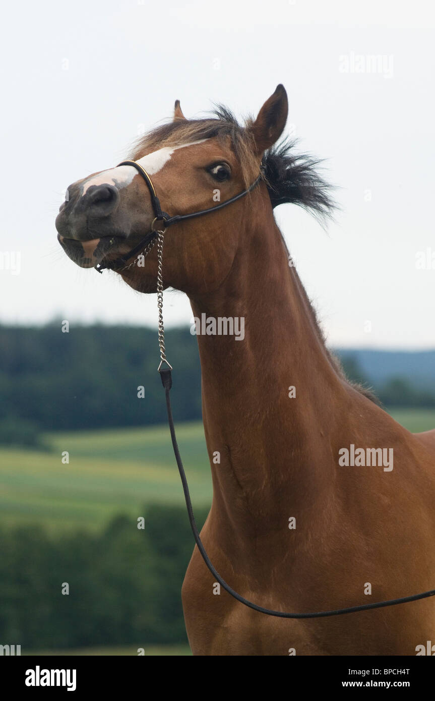 Freiberger horse hi-res stock photography and images - Alamy