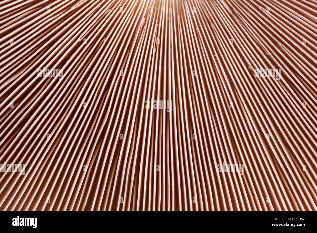 Line and texture hi-res stock photography and images - Alamy