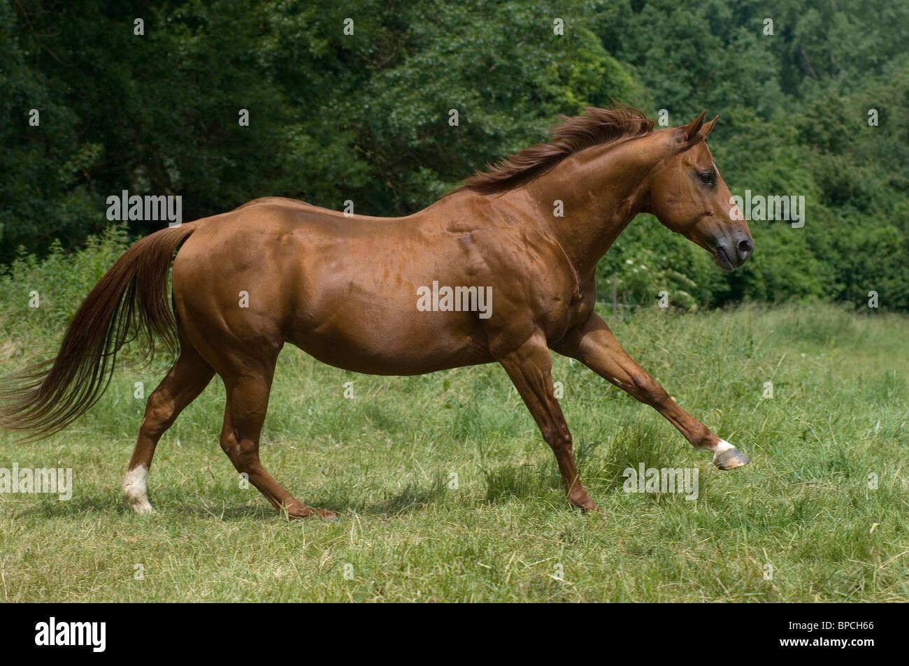 Galopping horse hi-res stock photography and images - Alamy