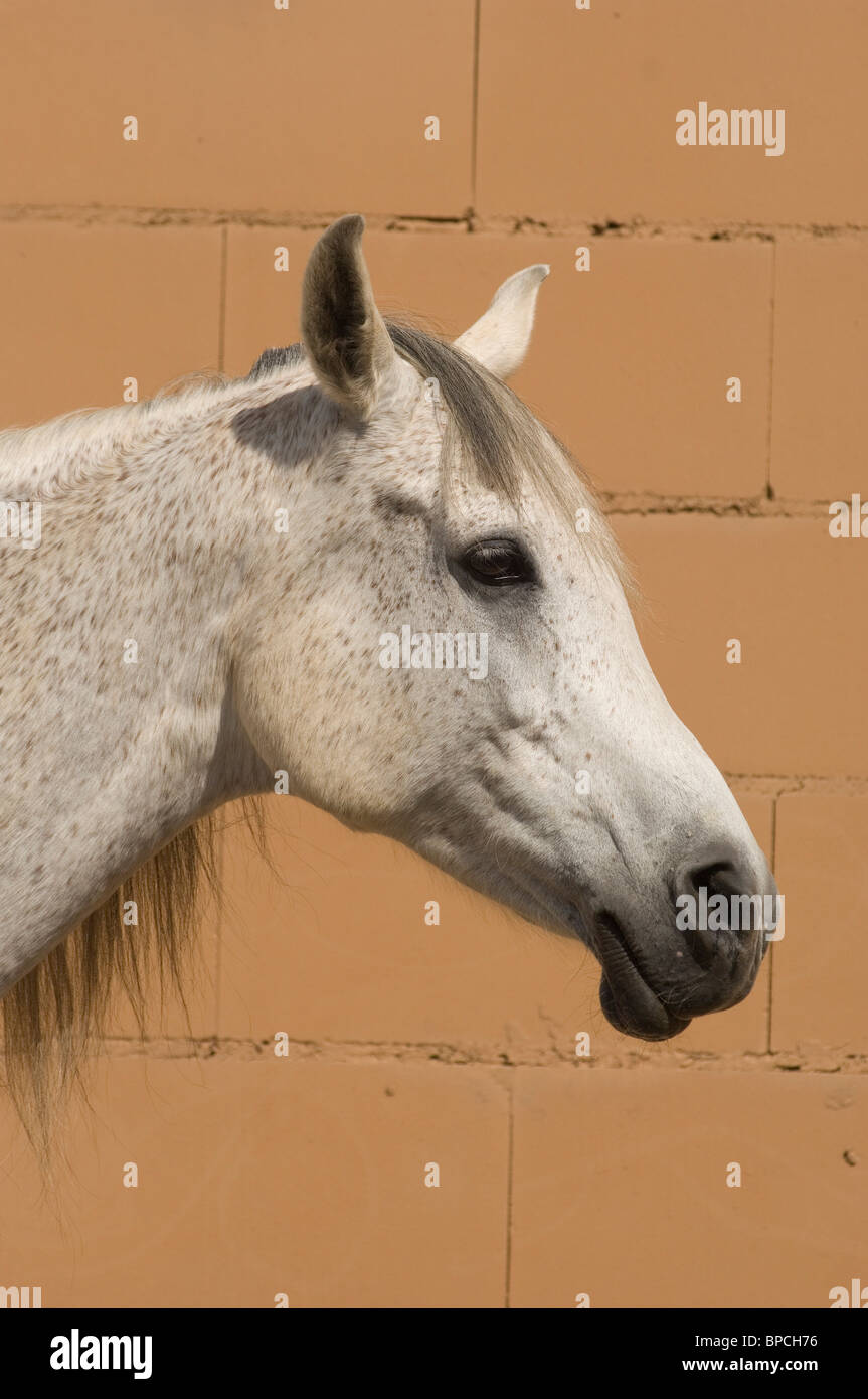 Arabian walls arabian wall hi-res stock photography and images - Alamy