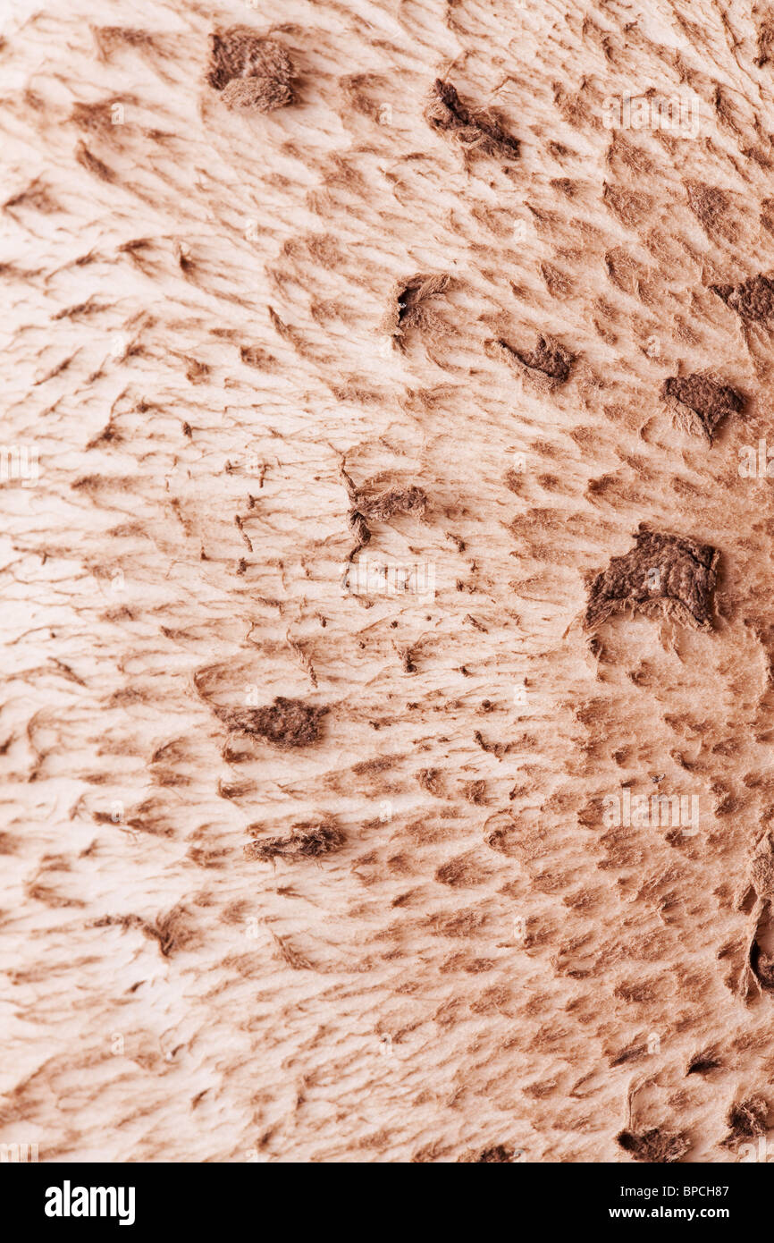 the macro shot of mushroom texture Stock Photo - Alamy