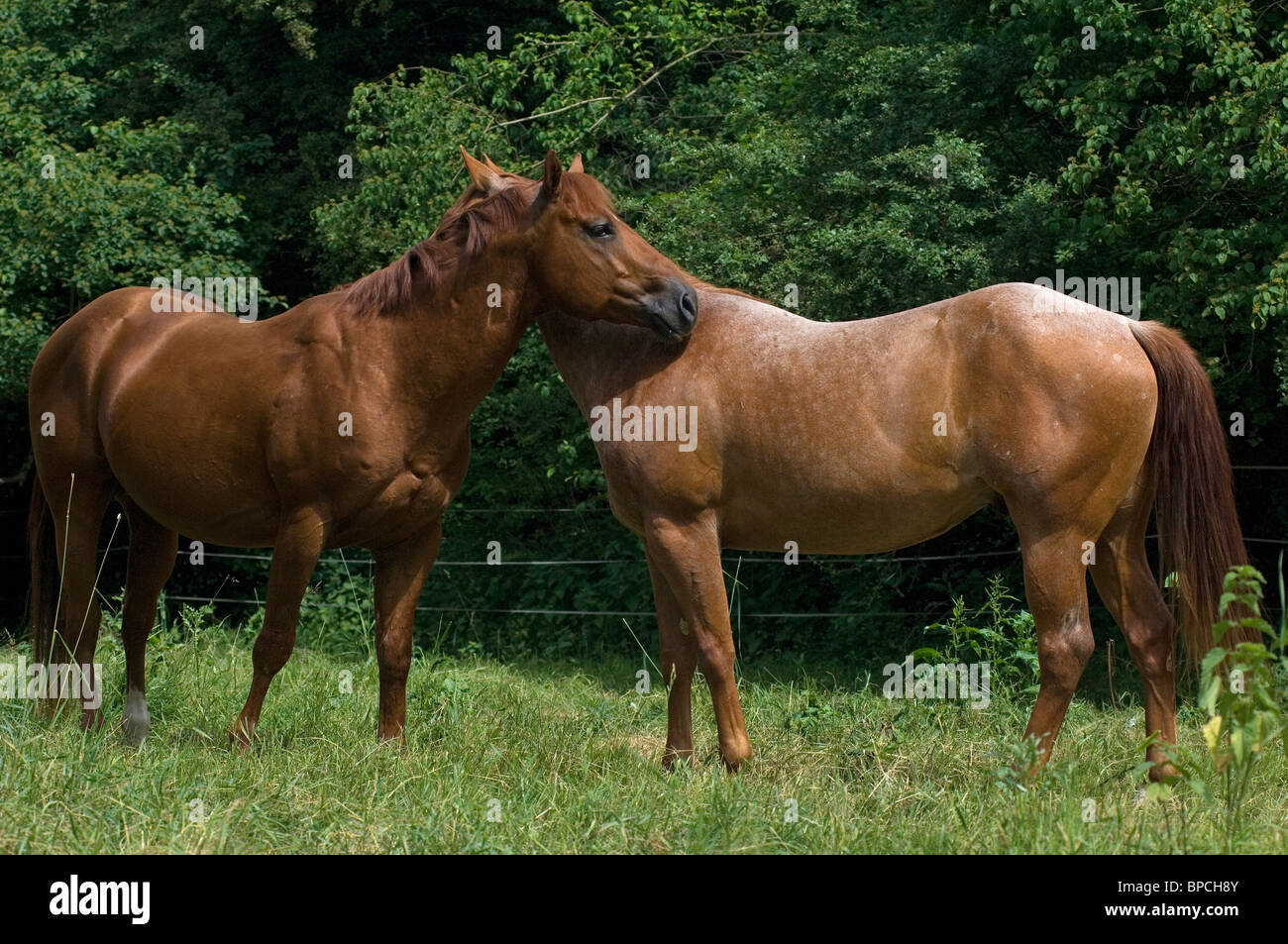 Side view lateral quarter horse quarter horses hi-res stock photography ...