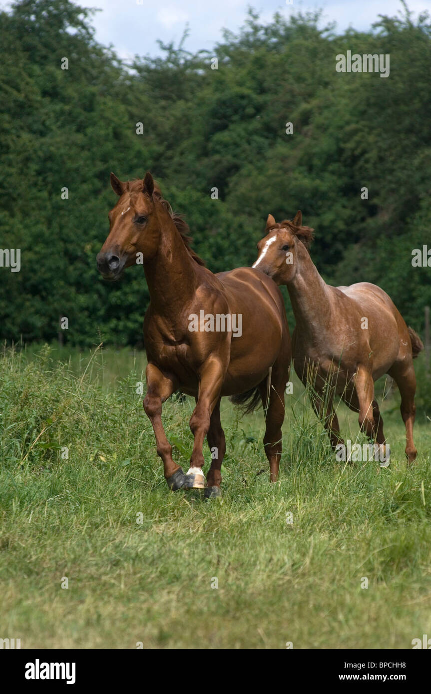 2 running Quarter Horses Stock Photo - Alamy