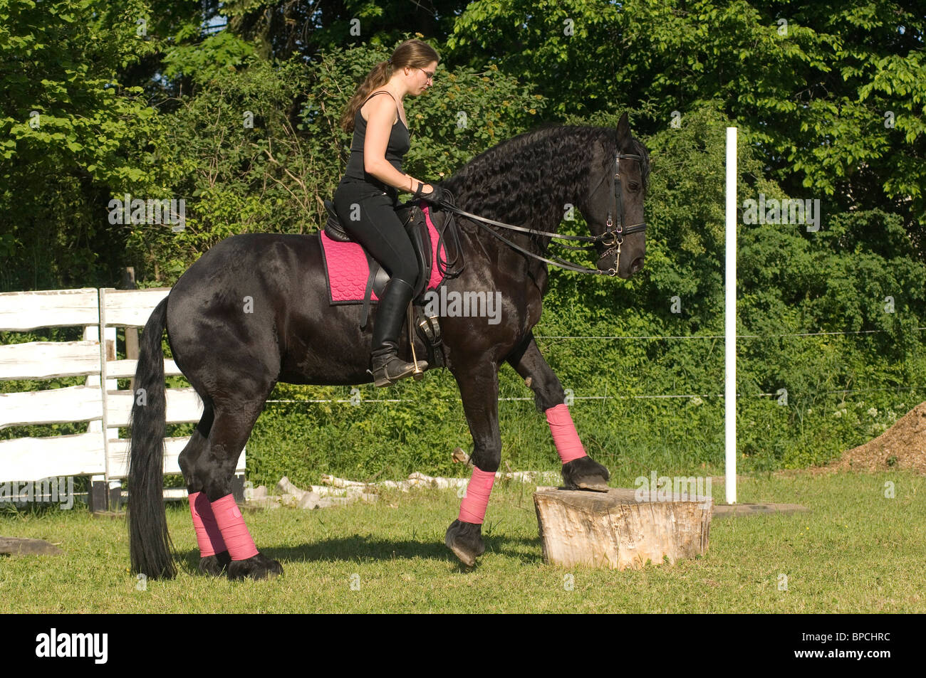 Friesian Horse Riding High Resolution Stock Photography and Images - Alamy
