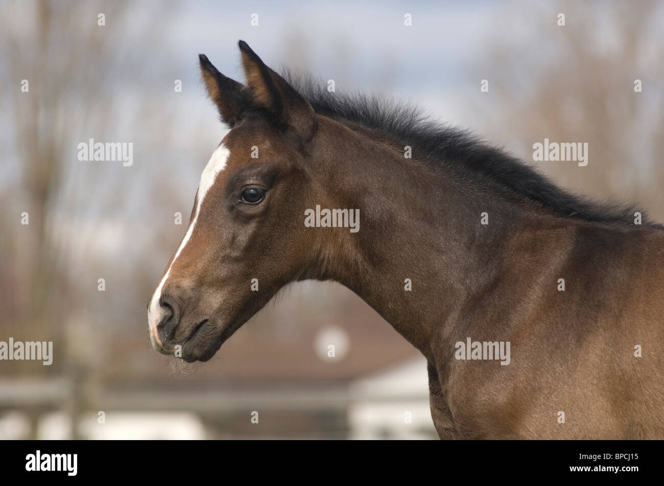 Hanoverian horse hi-res stock photography and images - Alamy