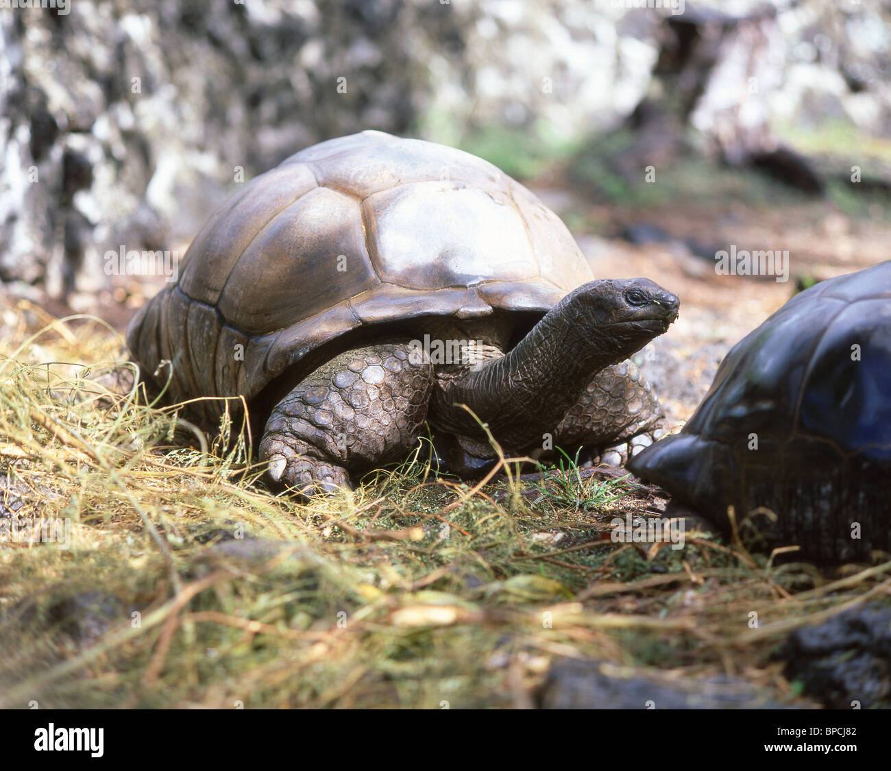 Giant tortoises mauritius hi-res stock photography and images - Alamy