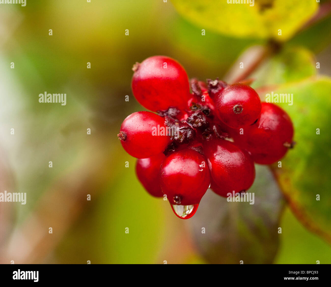 Bright red berries of a Lonicera periclymenum 'Serotina', Late Dutch ...