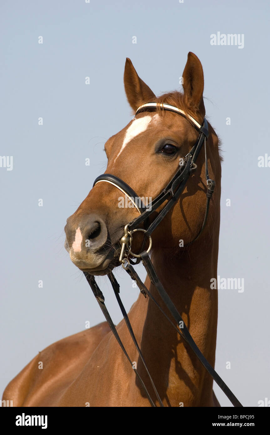 Westphalian horse hi-res stock photography and images - Alamy