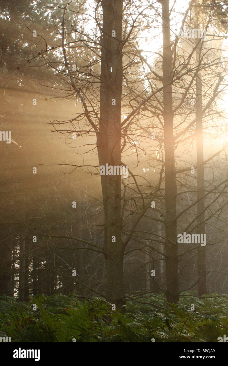 Light Coming Through Trees Stock Photos & Light Coming Through Trees ...