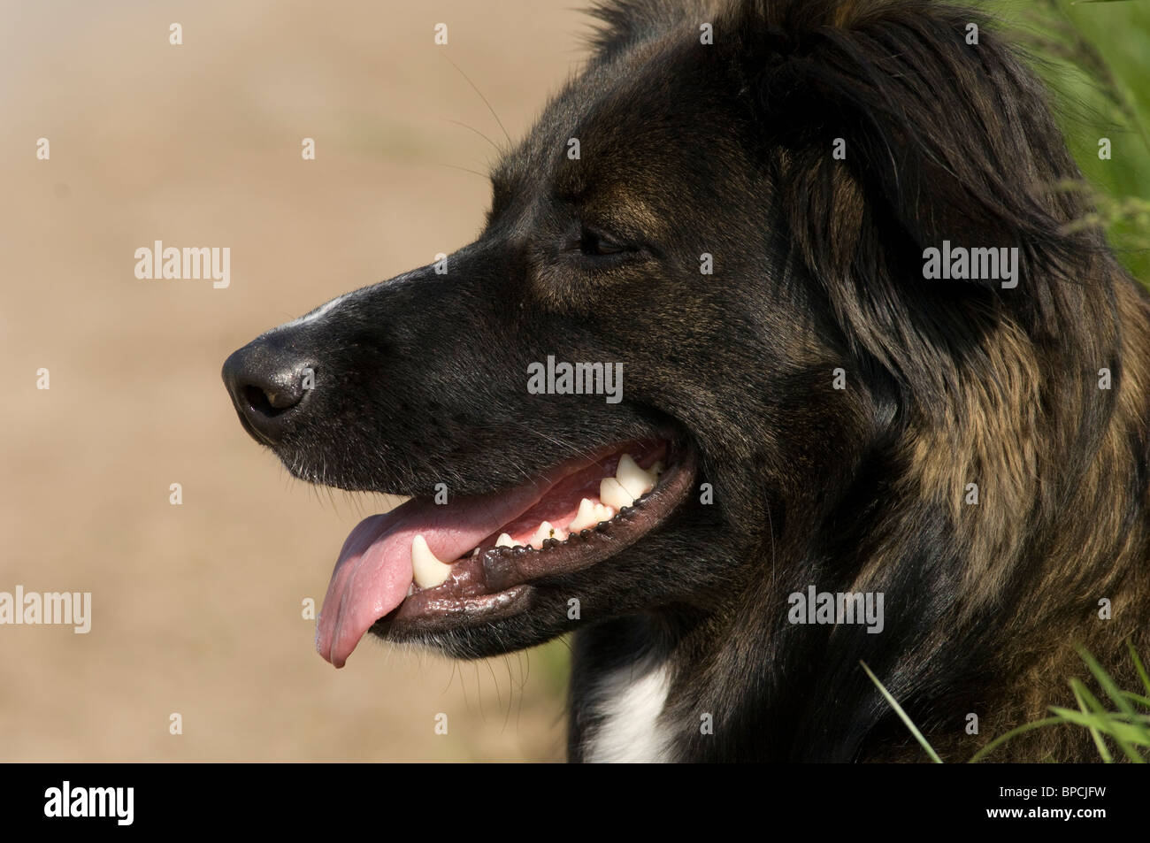 Border Collie Portrait Stock Photo - Alamy
