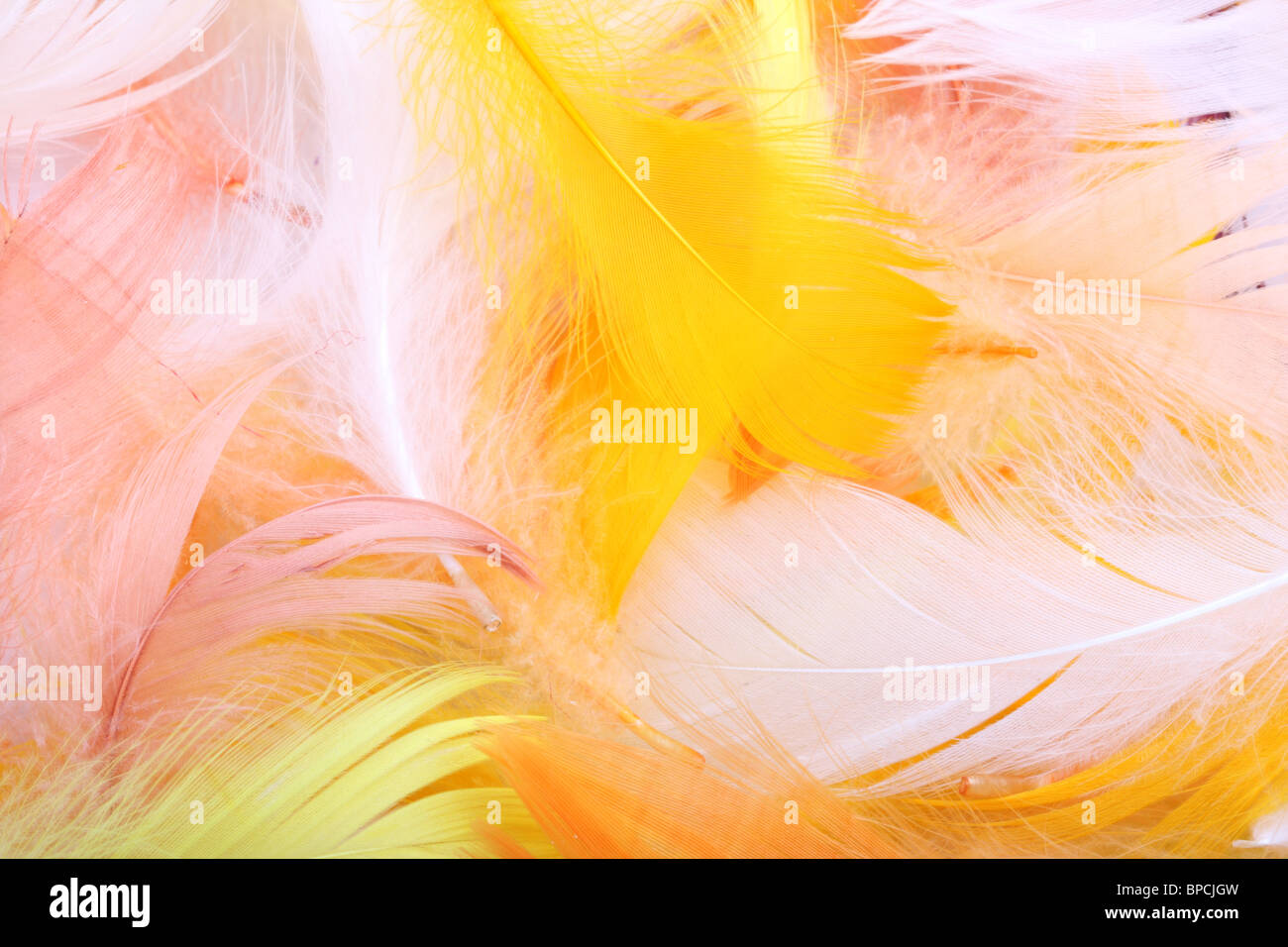 Beautiful colored feathers hi-res stock photography and images - Alamy